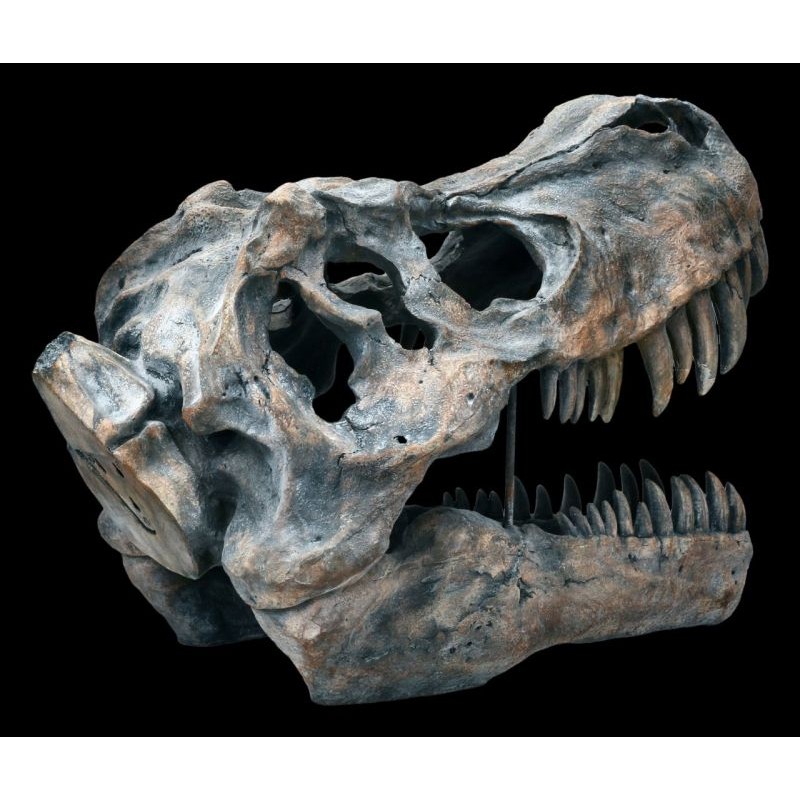 Lebka Tyranosaurus Rex - Fantasy Meče